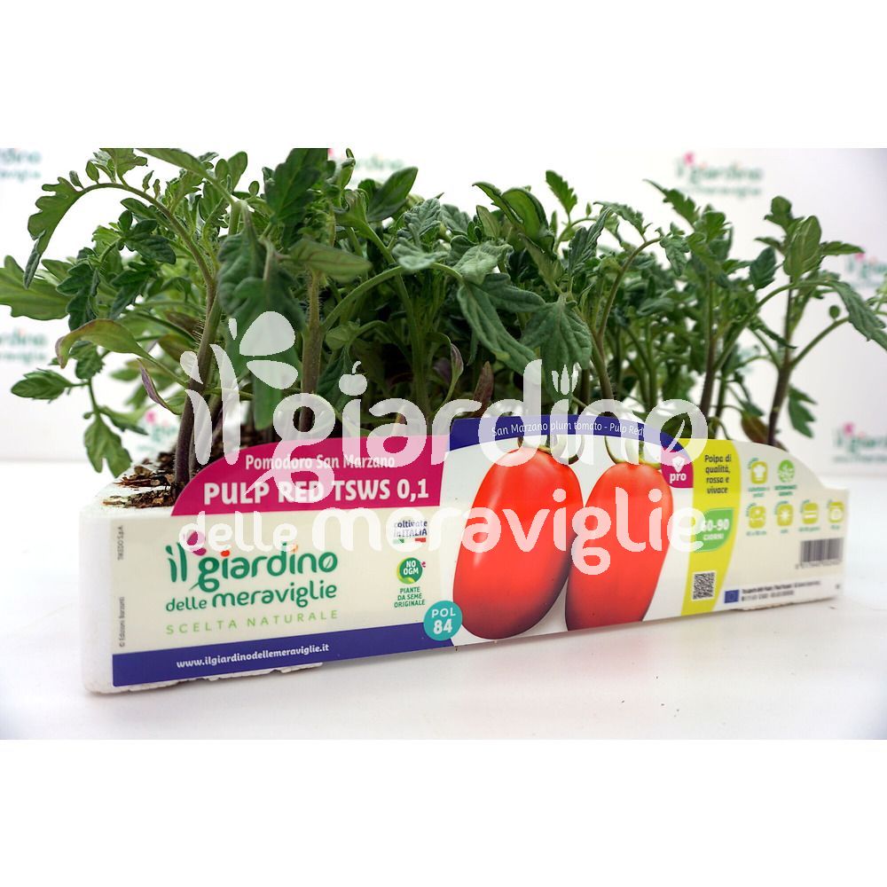 produzione piante di pomodoro san marzano pulp red