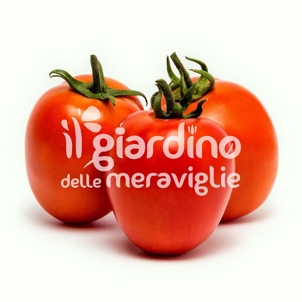produzione piante di pomodoro per salsa tip.Missouri