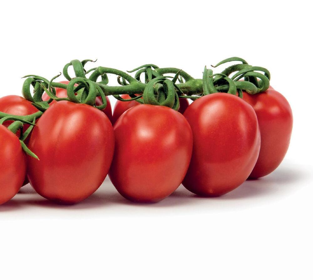 Piantine di qualità superiore di pomodoro piccadilly pixel