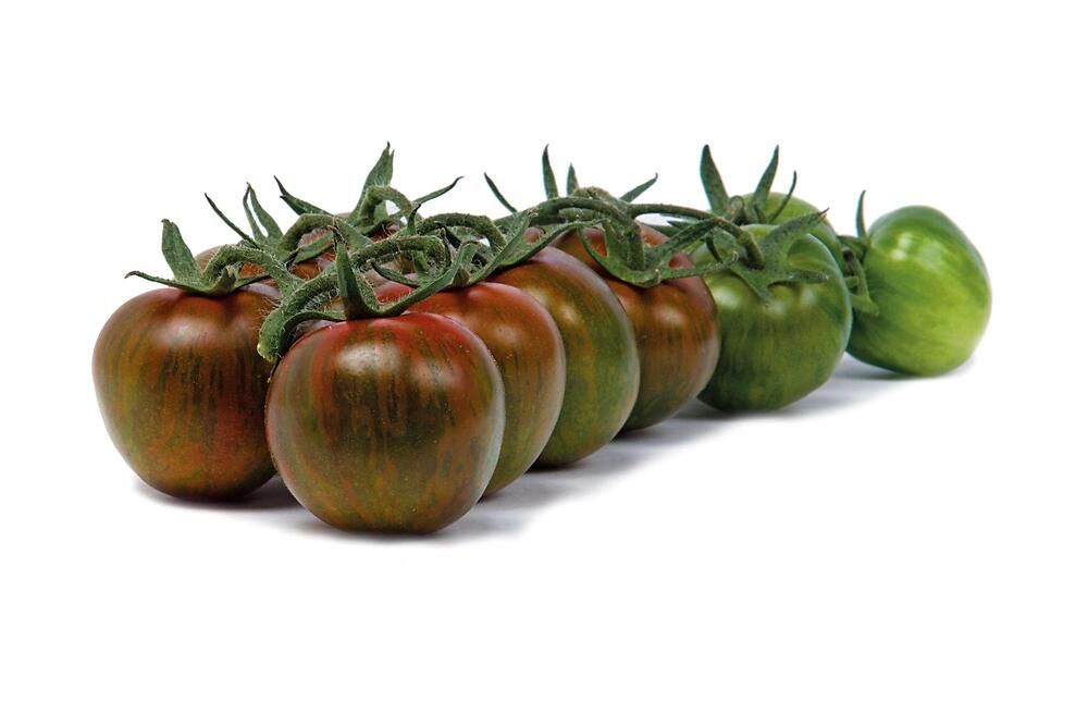 produzione piante di pomodoro Tiger cherry