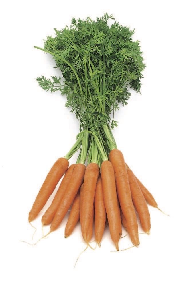 Piante di carota