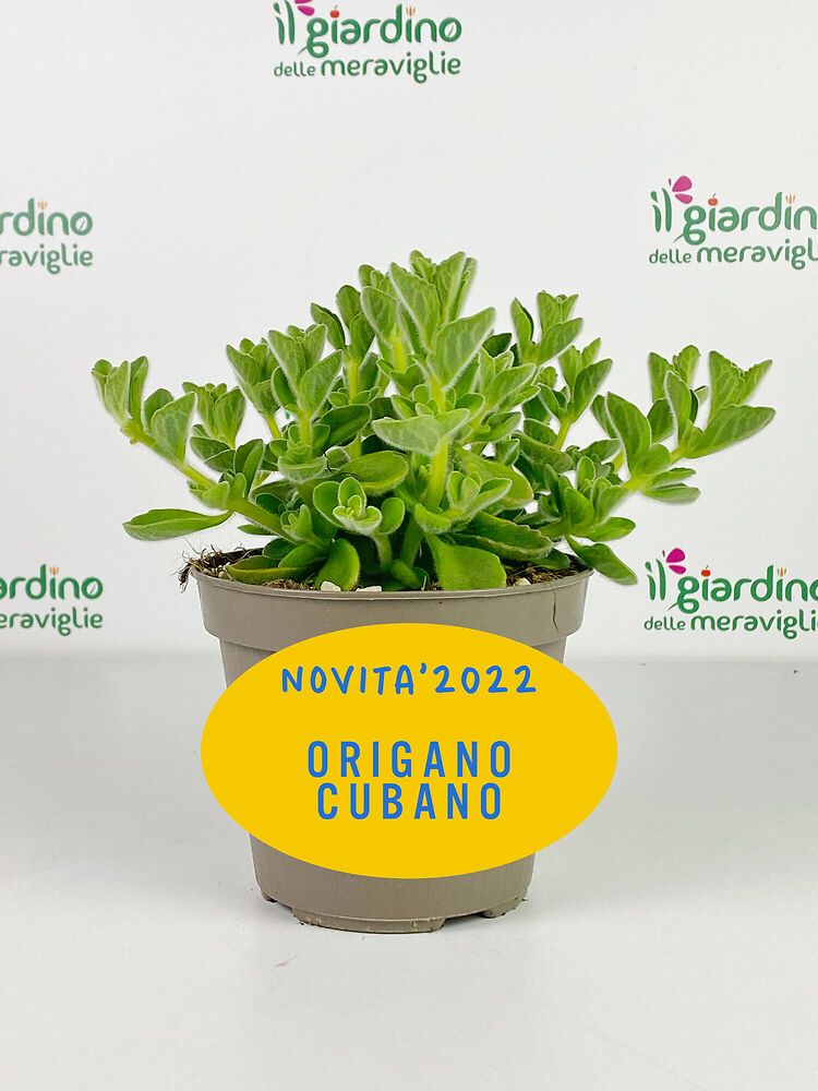 Piante aromatiche di Origano Cubano