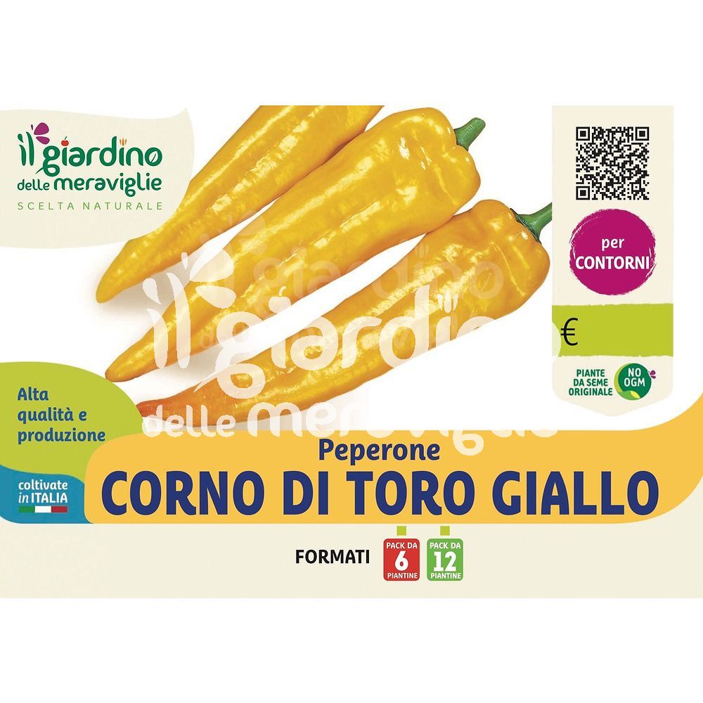 Produzione piante di peperone Corno di Toro giallo