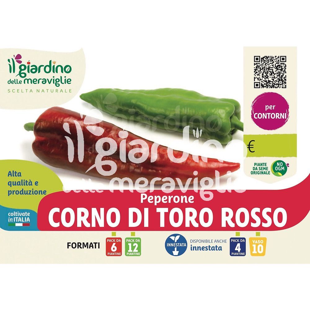 Produzione piante di peperone Corno di Toro rosso