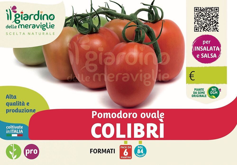 produzione piante di pomodoro colibrì