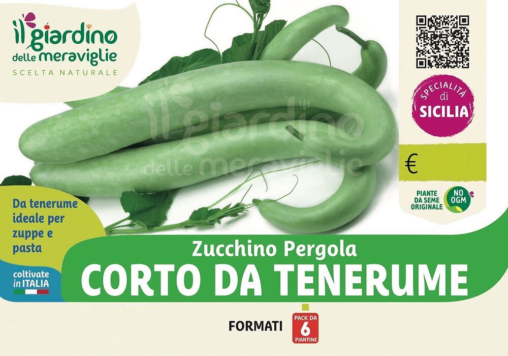 produzione piante di zucchina pergola lagenaria corta da tenerumi